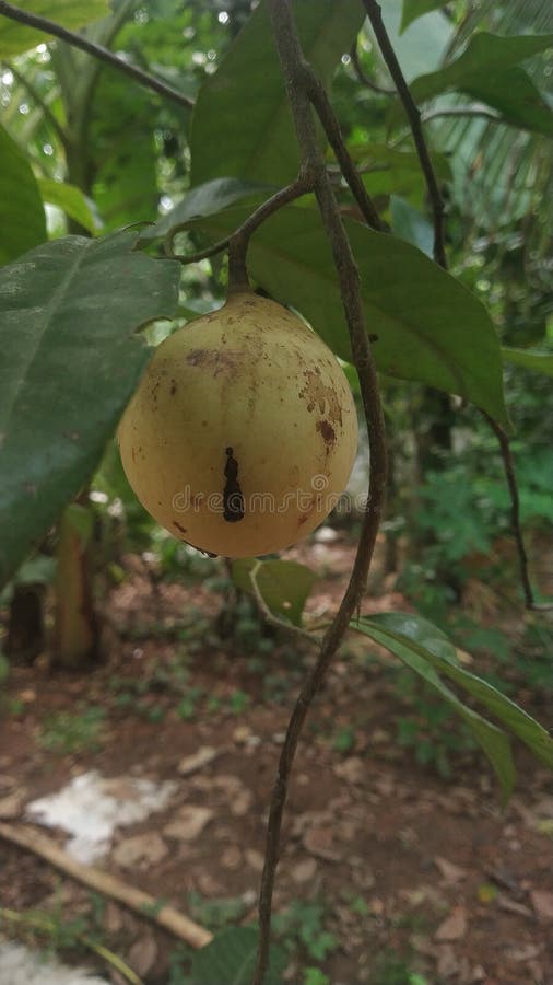 Nutmeg on the tree stock photo. Image of wildlife, vegetable - 185038304