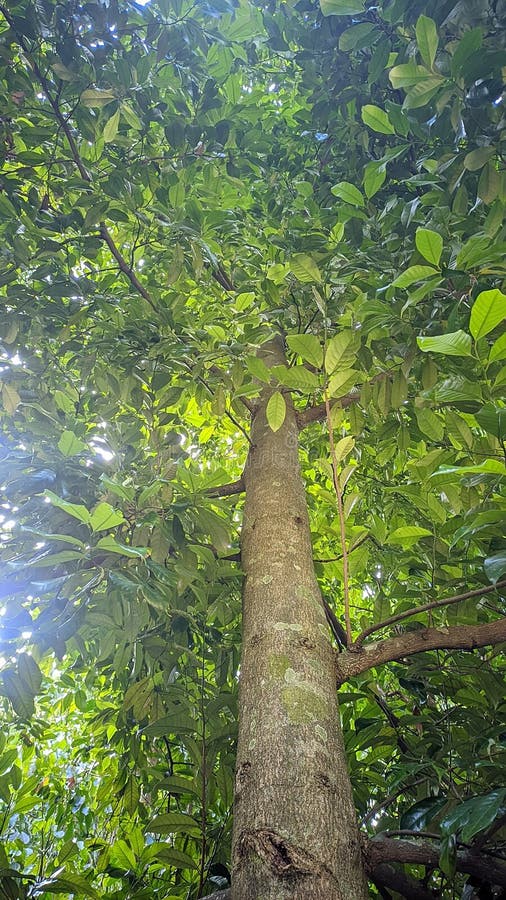 Nutmeg Tree with Green Leaves in the Garden in Front of the House Stock ...