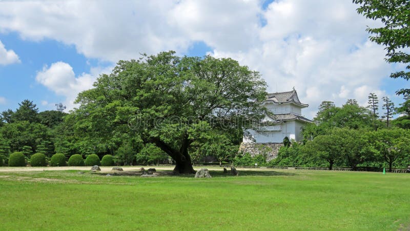 Nutmeg Tree of Nagoya Castle in Japan Stock Photo - Image of city ...