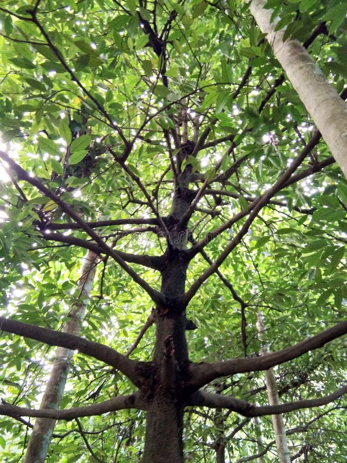 Nutmeg tree stock image. Image of isolated, nature, wallpaper - 100907605