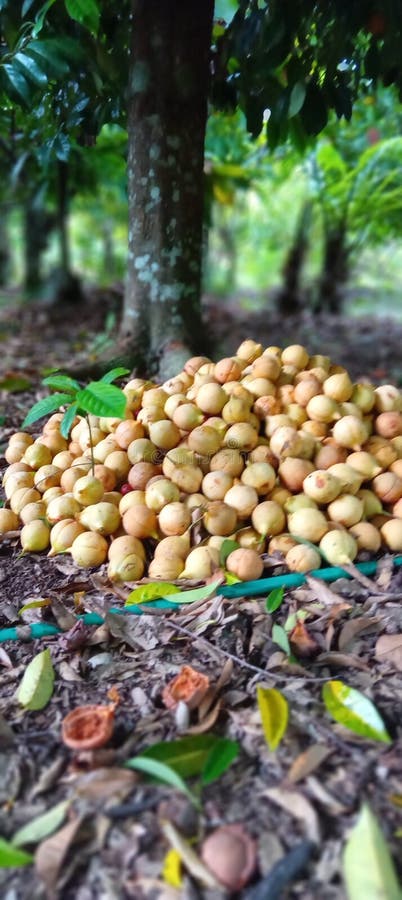 A Nutmeg Tree Produces Abundant Fruit Stock Photo - Image of abundant ...