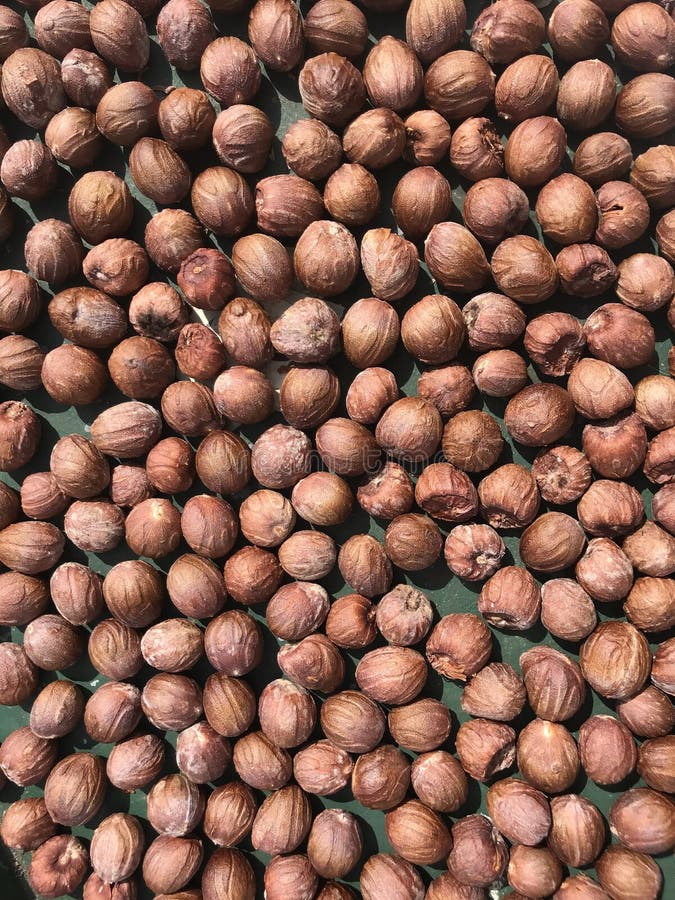 Brown nutmegs stock image. Image of aromatic, closeup - 36781785