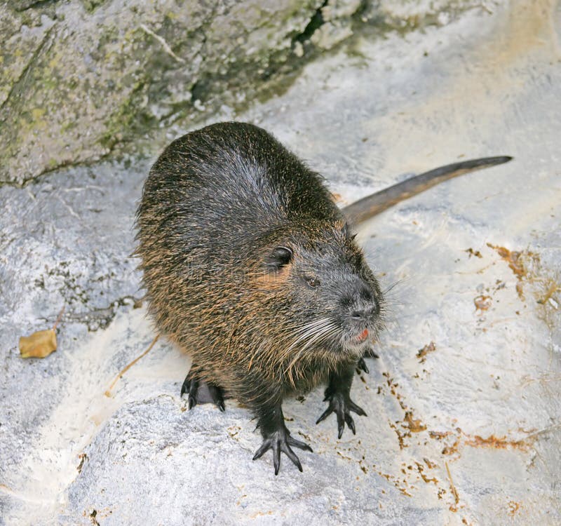 Nutria 1 stock image. Image of species, environment, nutria - 1674149
