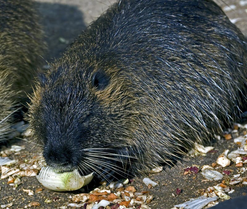 Nutria 10 stock photo. Image of tooth, sitting, cutting - 18560784