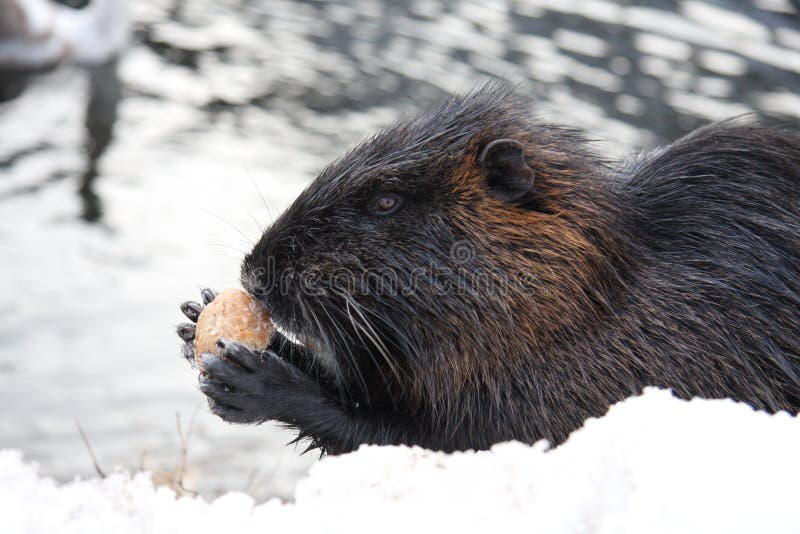 Nutria fotografia stock. Immagine di alimentazione, fiume - 13425230