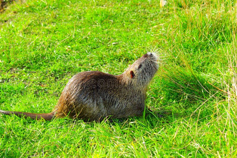 Capybara stock image. Image of brazil, swim, america, south - 9621981
