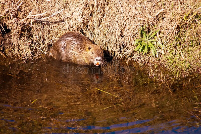 Nutria . stock image. Image of green, lake, nature, orange - 22368317