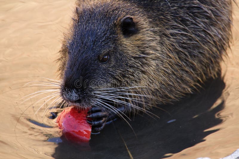 Nutria stock image. Image of mammal, horizontal, animal - 23579539