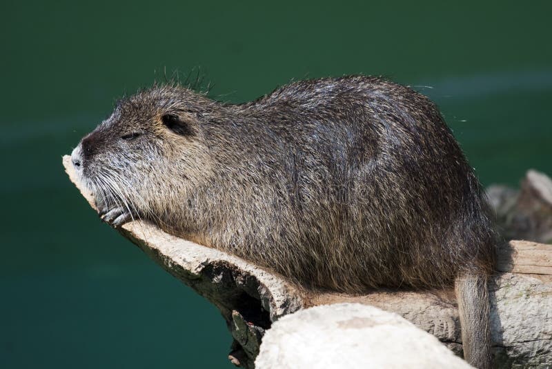 One big nutria. stock photo. Image of herbivorous, wild - 111417422