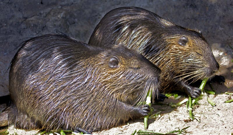 Nutria 3 stock image. Image of gnaw, tooth, population - 9679893