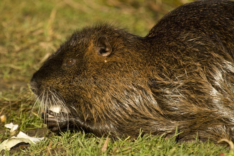 Nutria foto de archivo. Imagen de cubo, cola, castor - 35510146