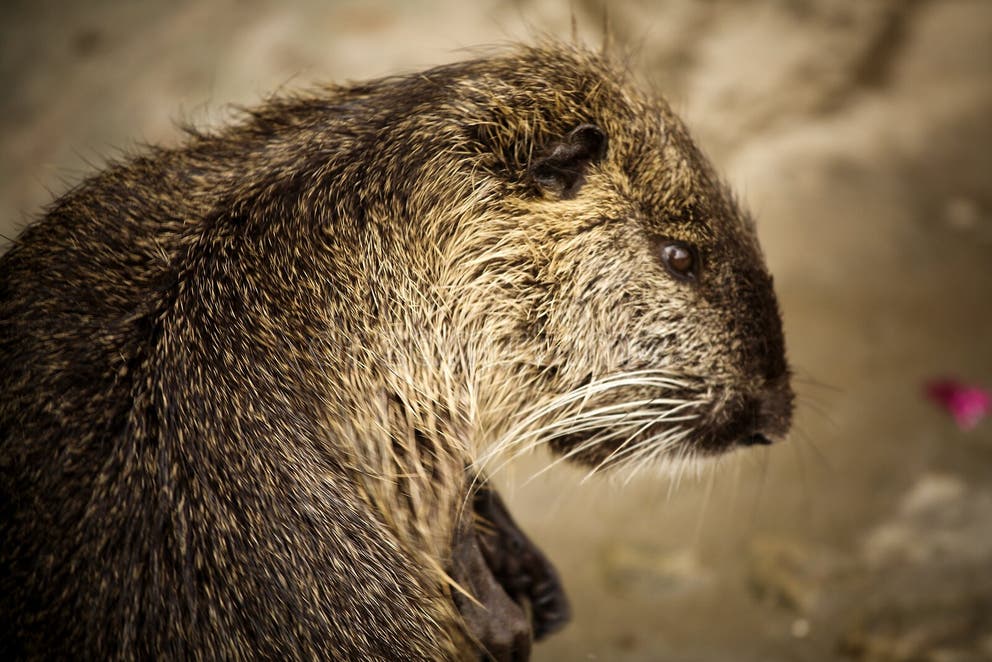 Nutria stock photo. Image of small, china, nutria, amphibian - 4422874