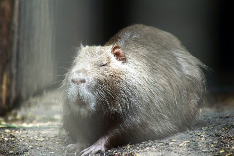 Nutria imagen de archivo. Imagen de cola, viga, coipo - 58213327