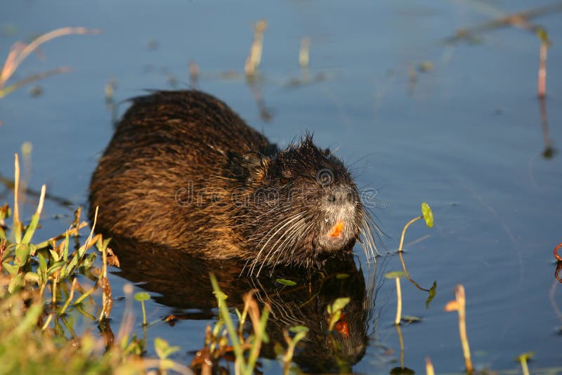 Baby nutria stock image. Image of cute, green, baby, swamp - 5661595