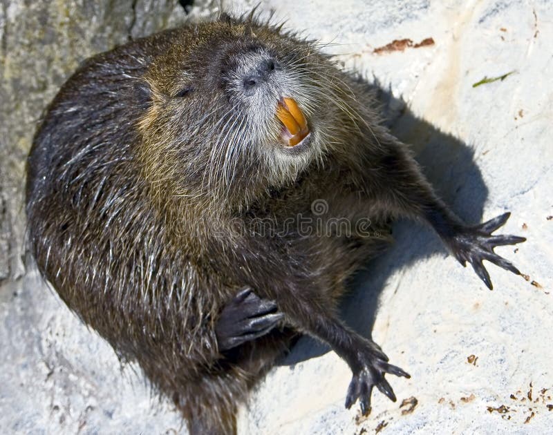 Nutria Latin Myocastor Coypus Known Also As River Rat Stock Image ...