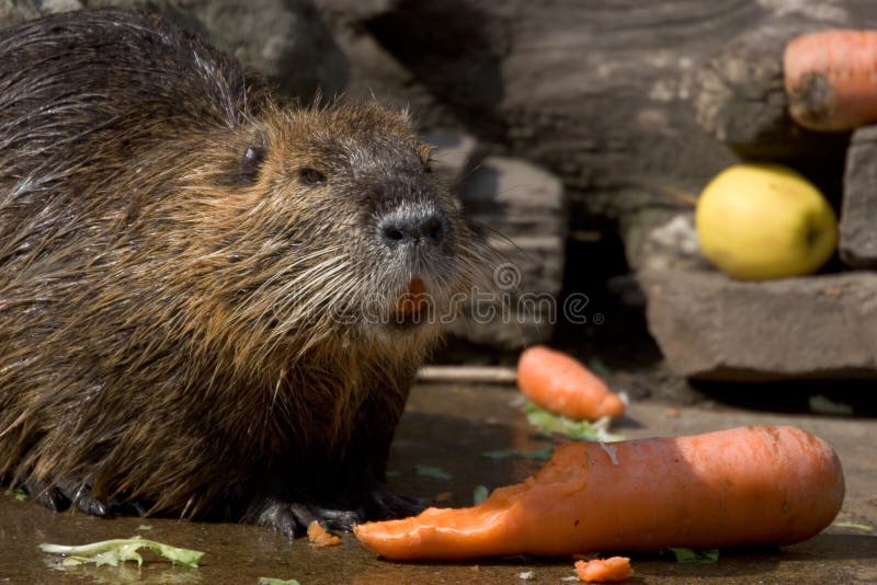 Nutria stock image. Image of america, beaver, fruit, food - 811475
