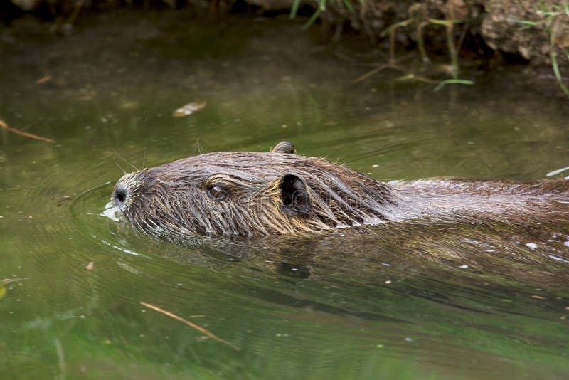 Nutria stock image. Image of rodent, animal, mammal, germany - 47289101