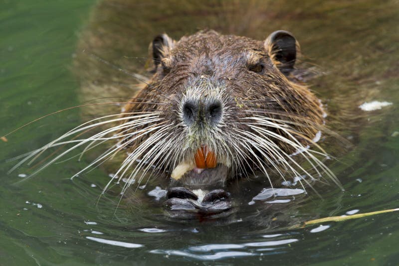 Nutria stock photo. Image of swamp, green, face, wildlife - 47289418