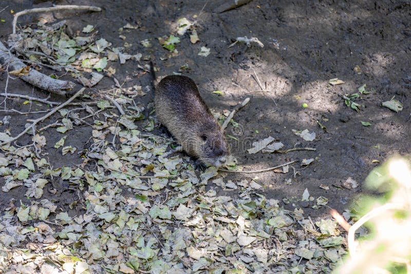 Nutria on Banks of the Canal. Wild Nutria in Germany Stock Image ...