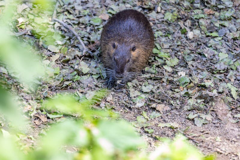 Nutria on Banks of the Canal. Wild Nutria in Germany Stock Image ...