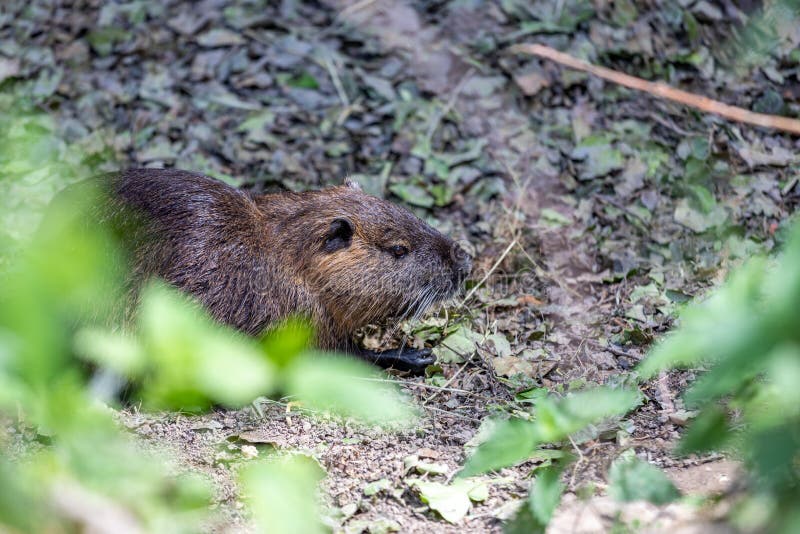 Nutria on Banks of the Canal. Wild Nutria in Germany Stock Image ...