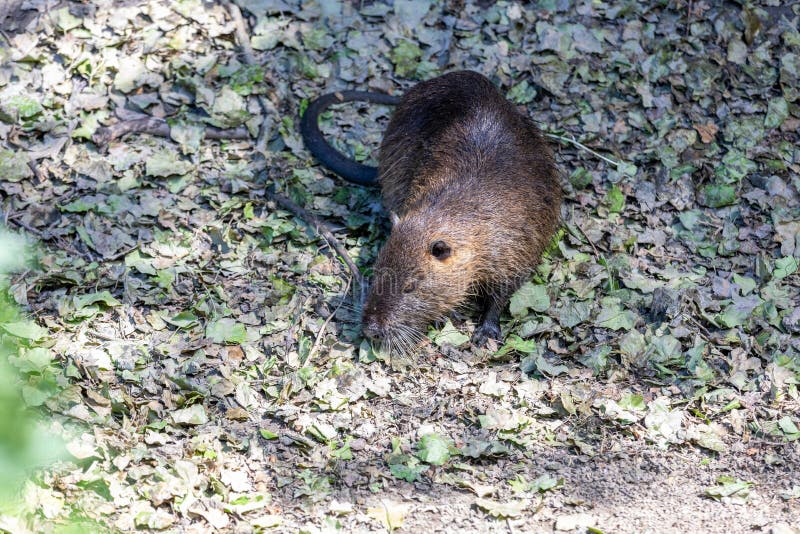 Nutria On Banks Of The Canal. Wild Nutria In Germany Stock Image ...