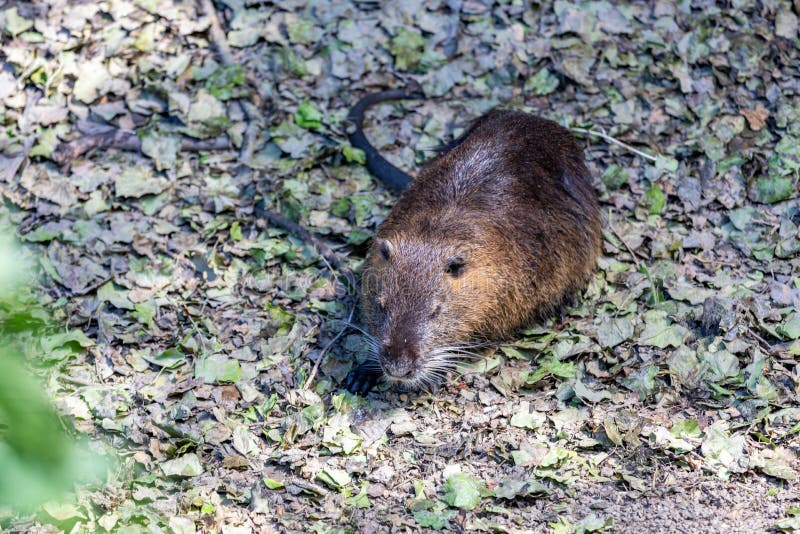Nutria on Banks of the Canal. Wild Nutria in Germany Stock Photo ...