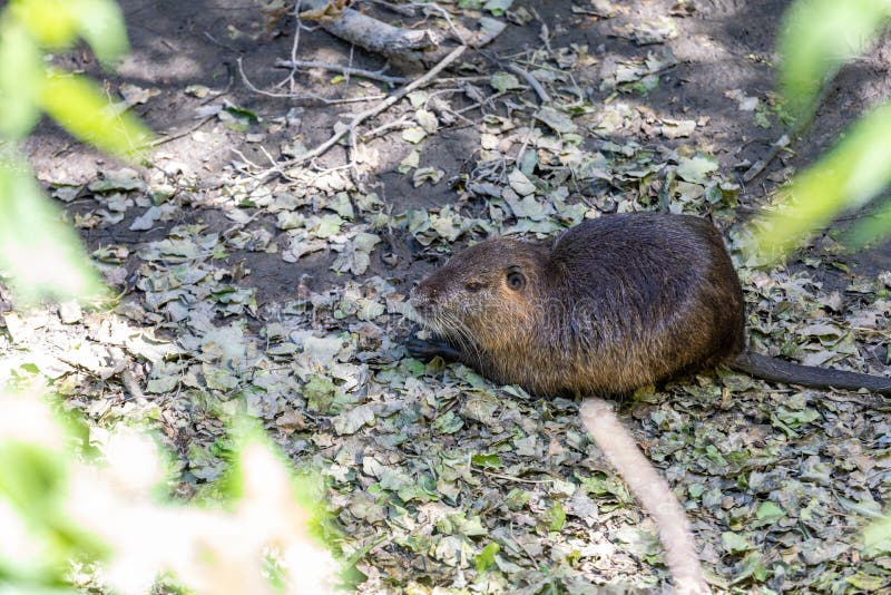 Nutria on Banks of the Canal. Wild Nutria in Germany Stock Photo ...