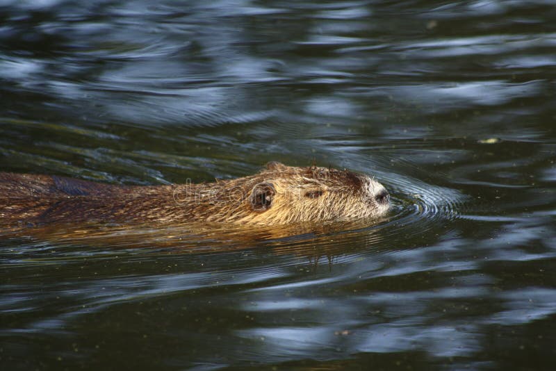 726 Beaver Nutria Tail Photos - Free & Royalty-Free Stock Photos from ...