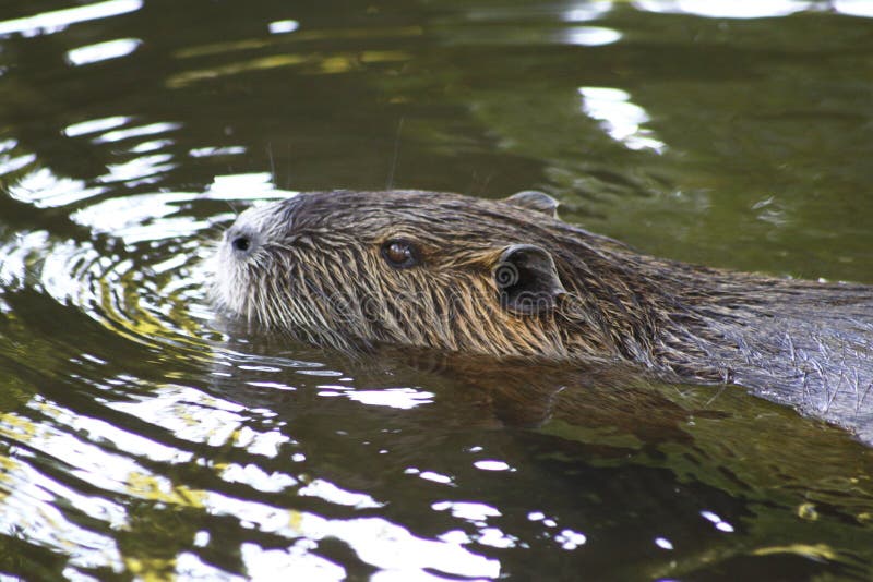 Nutria Beaver Rat , Muskrat. Nutria Myocastor Coypus Swamp Rat with Big ...