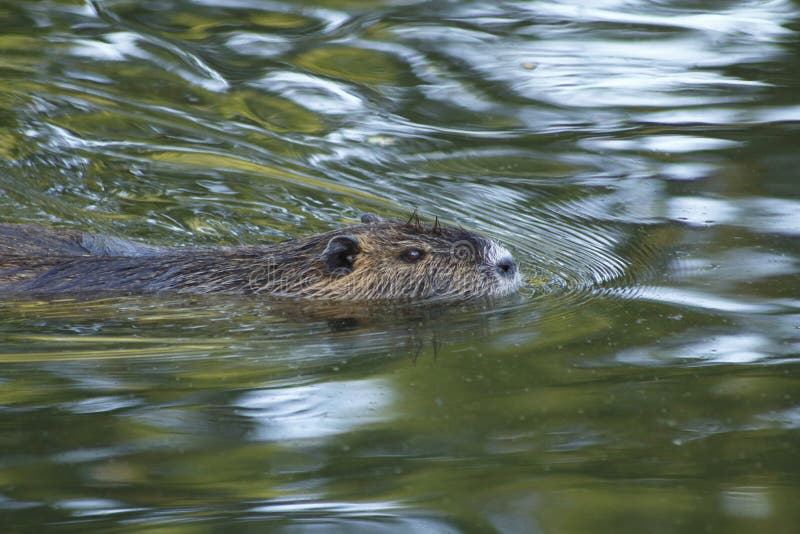 Nutria, beaver rat stock photo. Image of rodent, rats - 77054388