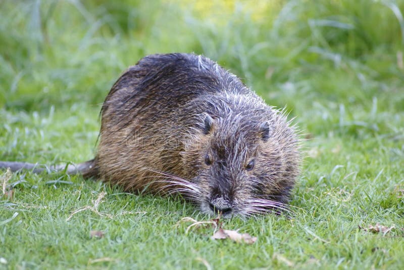 Nutria, beaver rat stock photo. Image of moor, grass - 77512862