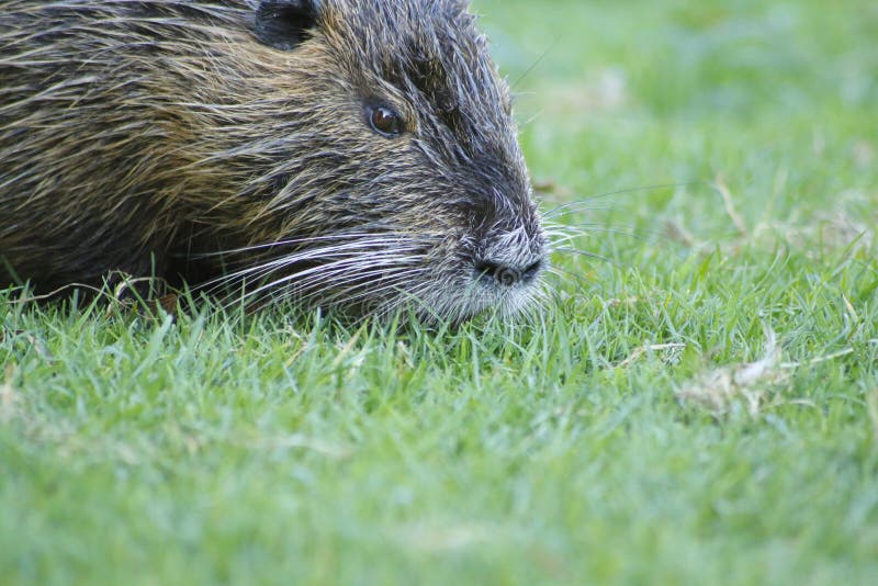 Nutria, beaver rat stock image. Image of mush, coypu - 77513181