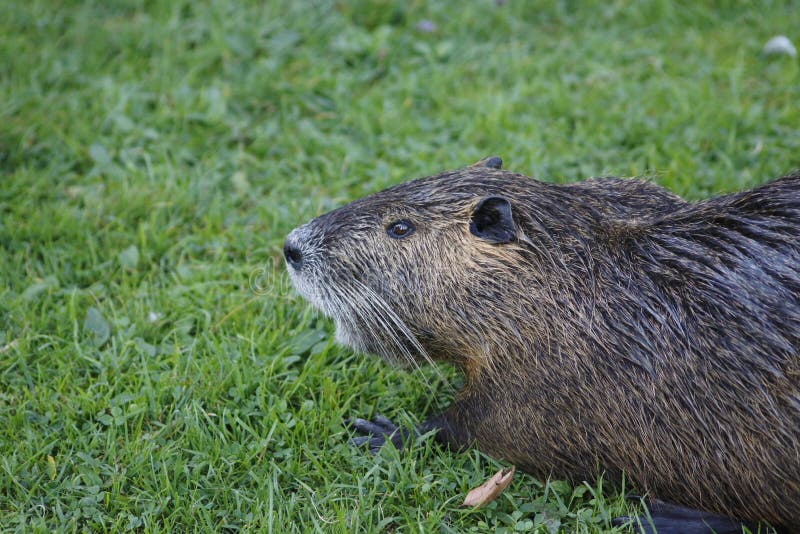 Nutria, beaver rat stock photo. Image of center, march - 77514346