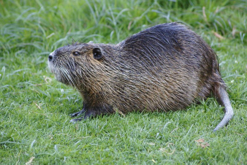 Nutria, beaver rat stock image. Image of buttock, buttocks - 77515701