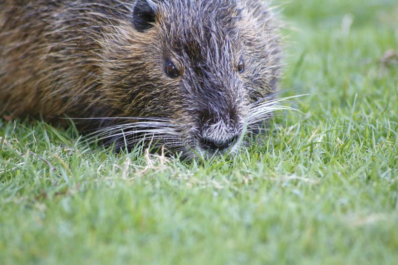 Nutria, beaver rat stock image. Image of green, biberatte - 77515767