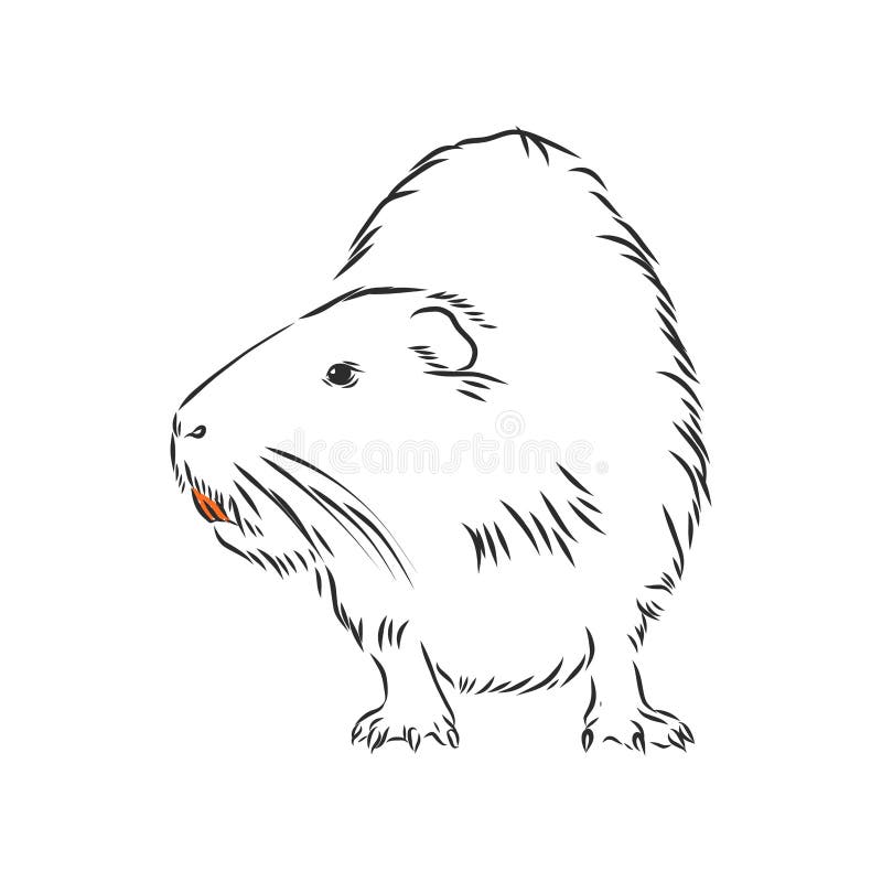 Nutria Black and White. Nutria Vector Sketch Illustration Stock ...
