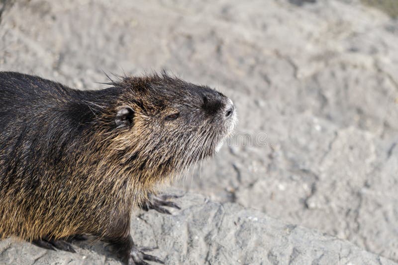 Nutria, Close-up View of the Side of the Snout of the Nutria Looking To ...