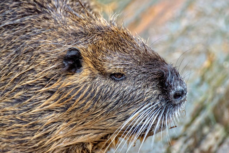 Nutria Comes Out of the Water Stock Image - Image of predator, portrait ...