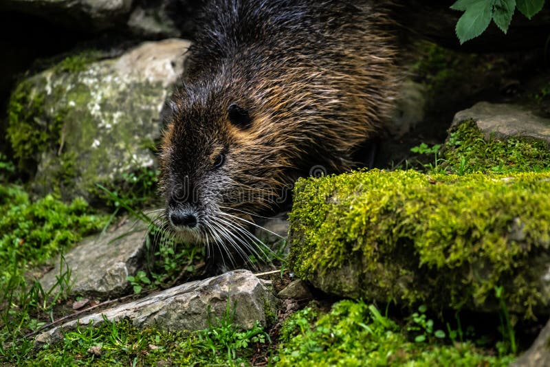 Nutria or Coypu stock image. Image of teeth, brown, coypus - 190580481