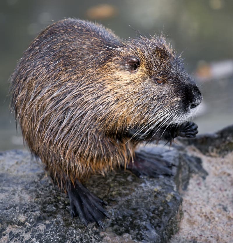 Nutria, Nutria Del Myocastor, Topo Di Inverno Con Il Grande Dente Nella ...