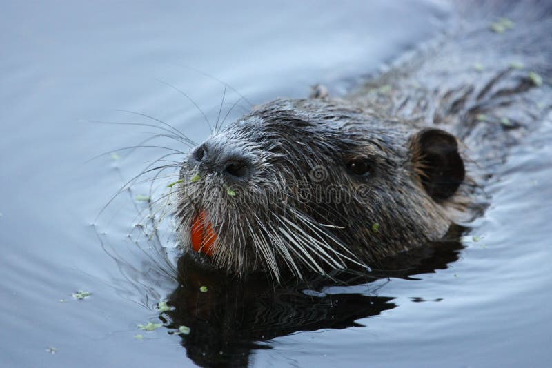 Nutria Curioso - Nuoto Animale in Acqua Di Fiume Immagine Stock ...