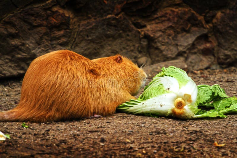 Nutria Essen stockfoto. Bild von säugetier, tier, wiederkäuer - 18484052
