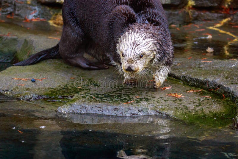 Nutria de mar en tierra foto de archivo. Imagen de animales - 65353208