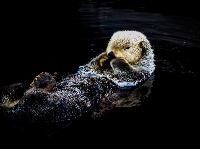 Nutria De Mar Que Flota En El Agua Imagen de archivo - Imagen de ...