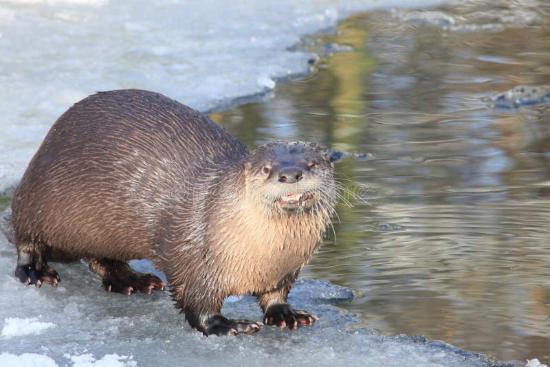 Nutria Hermosa Imagen. Imagen: 19683046