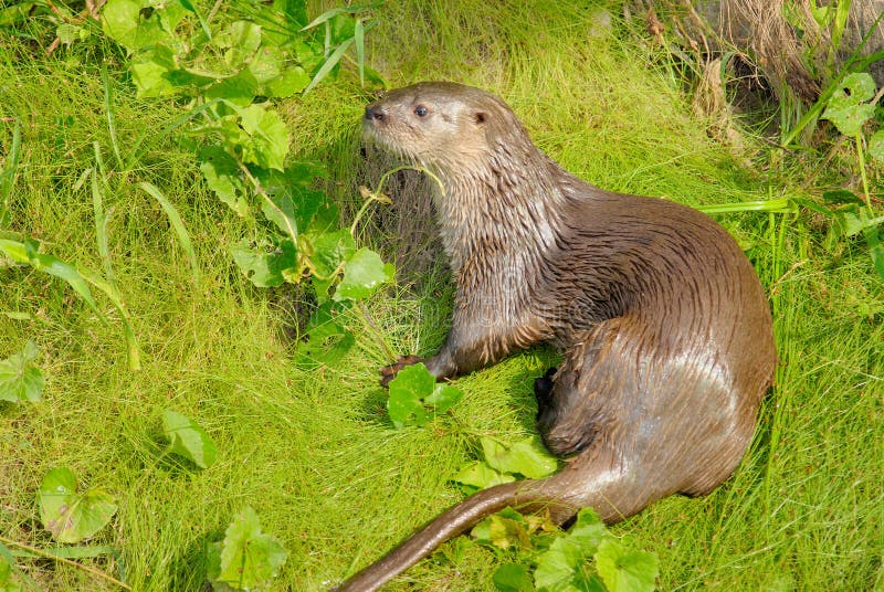 Nutria De Río De Neotropical Foto de archivo - Imagen de grito, piel ...