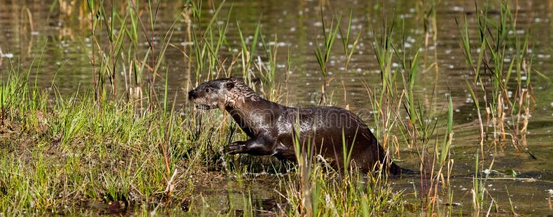 Nutria De Río Norteamericana Imagen de archivo - Imagen de animal ...
