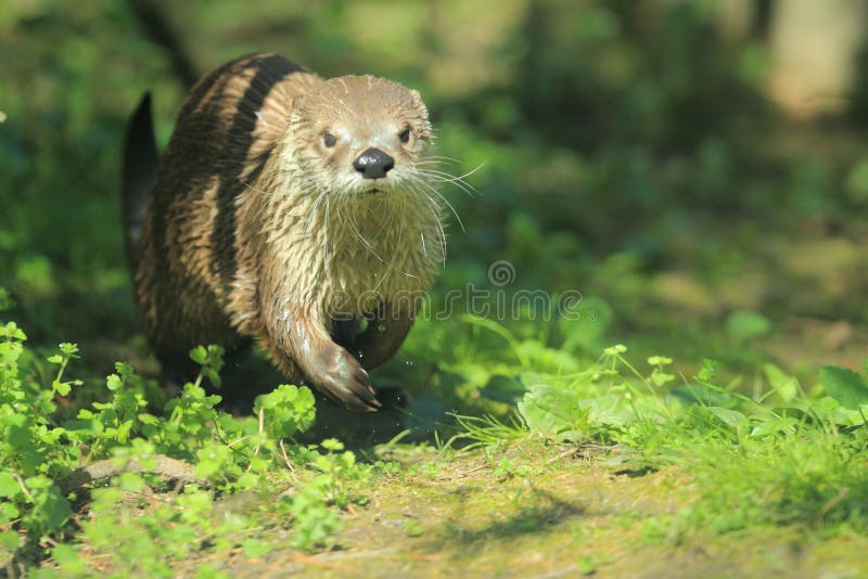 Nutria De Río Norteamericana Foto de archivo - Imagen de animal, adulto ...