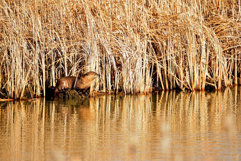 Nutria De Río Norteamericana Foto de archivo - Imagen de animal, nutria ...